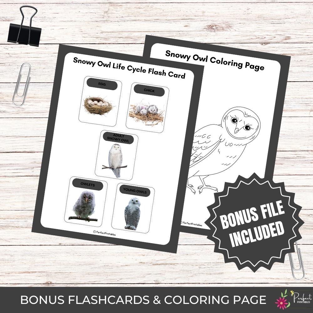 Life Cycle of a Snowy Owl Worksheet- Winter Animal Science Unit Study ...