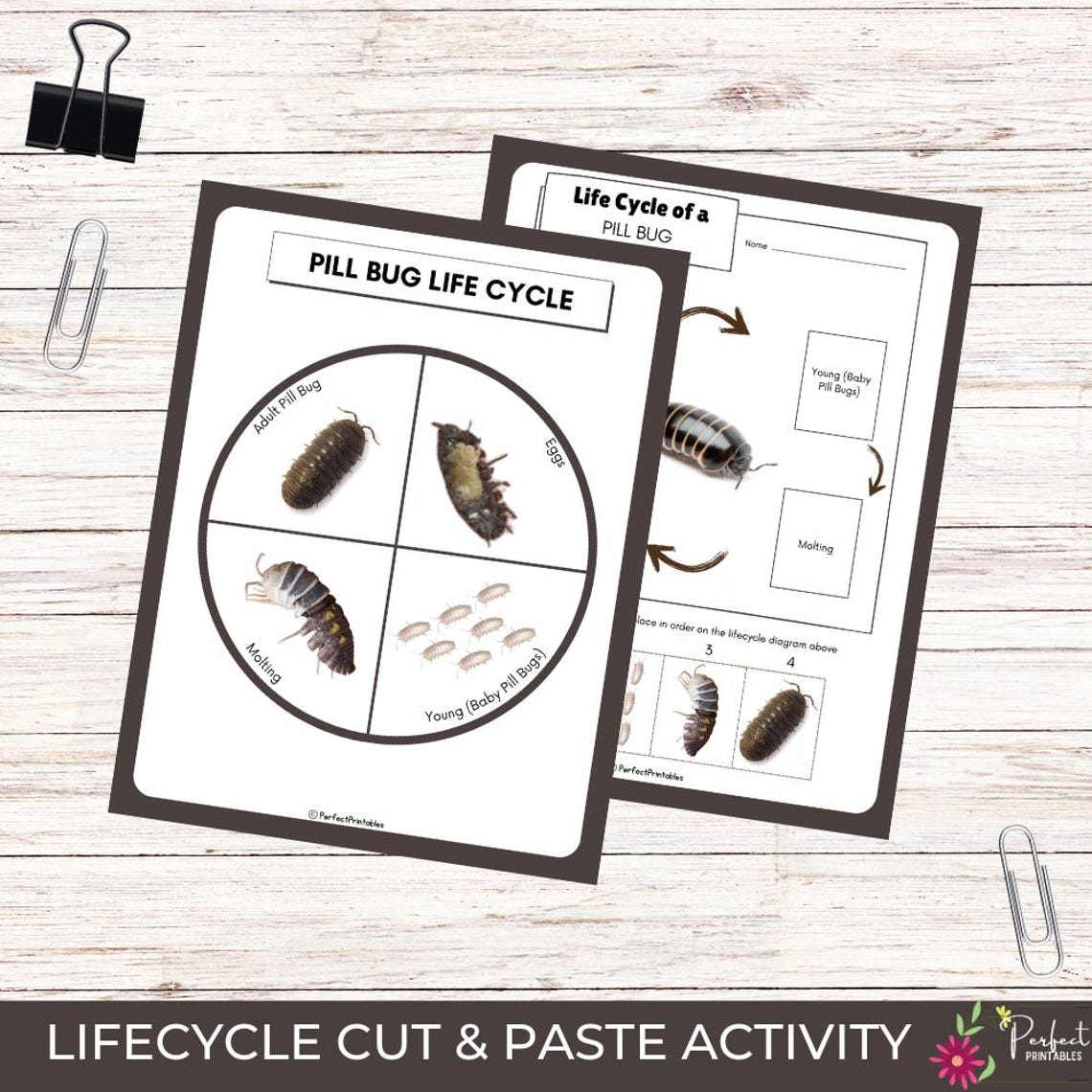 Life Cycle of a Pill Bug Worksheet- Roly Poly Unit Study With Fun Facts ...