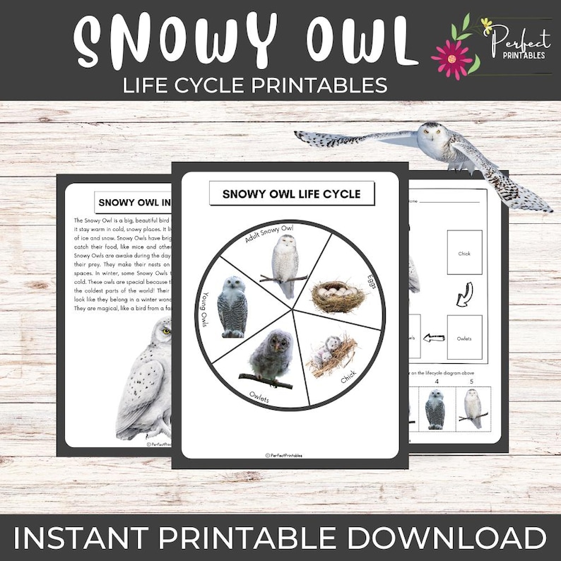 Life Cycle of a Snowy Owl Worksheet- Winter Animal Science Unit Study ...