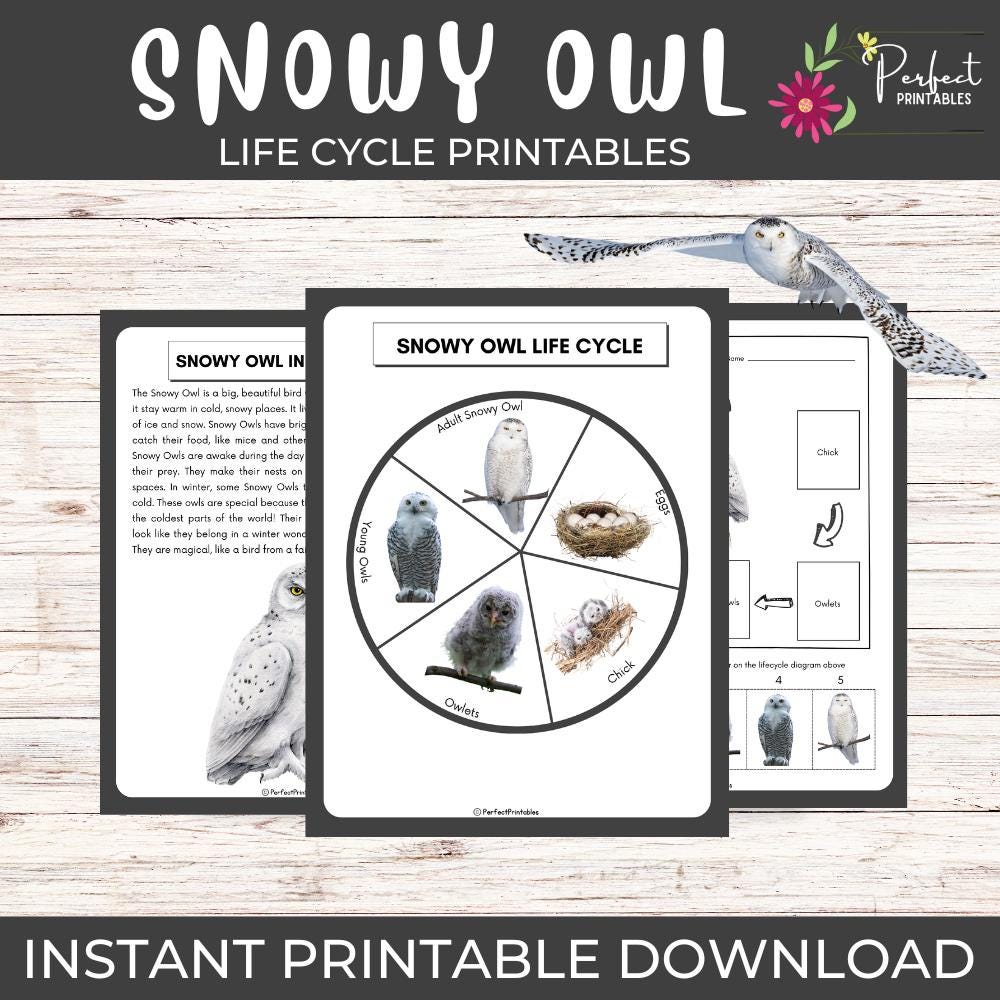 Life Cycle of a Snowy Owl Worksheet- Winter Animal Science Unit Study ...