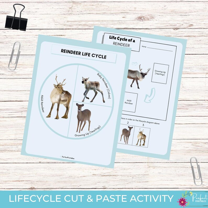 Life Cycle of a Reindeer Worksheet- Winter Animal Science Unit Study ...