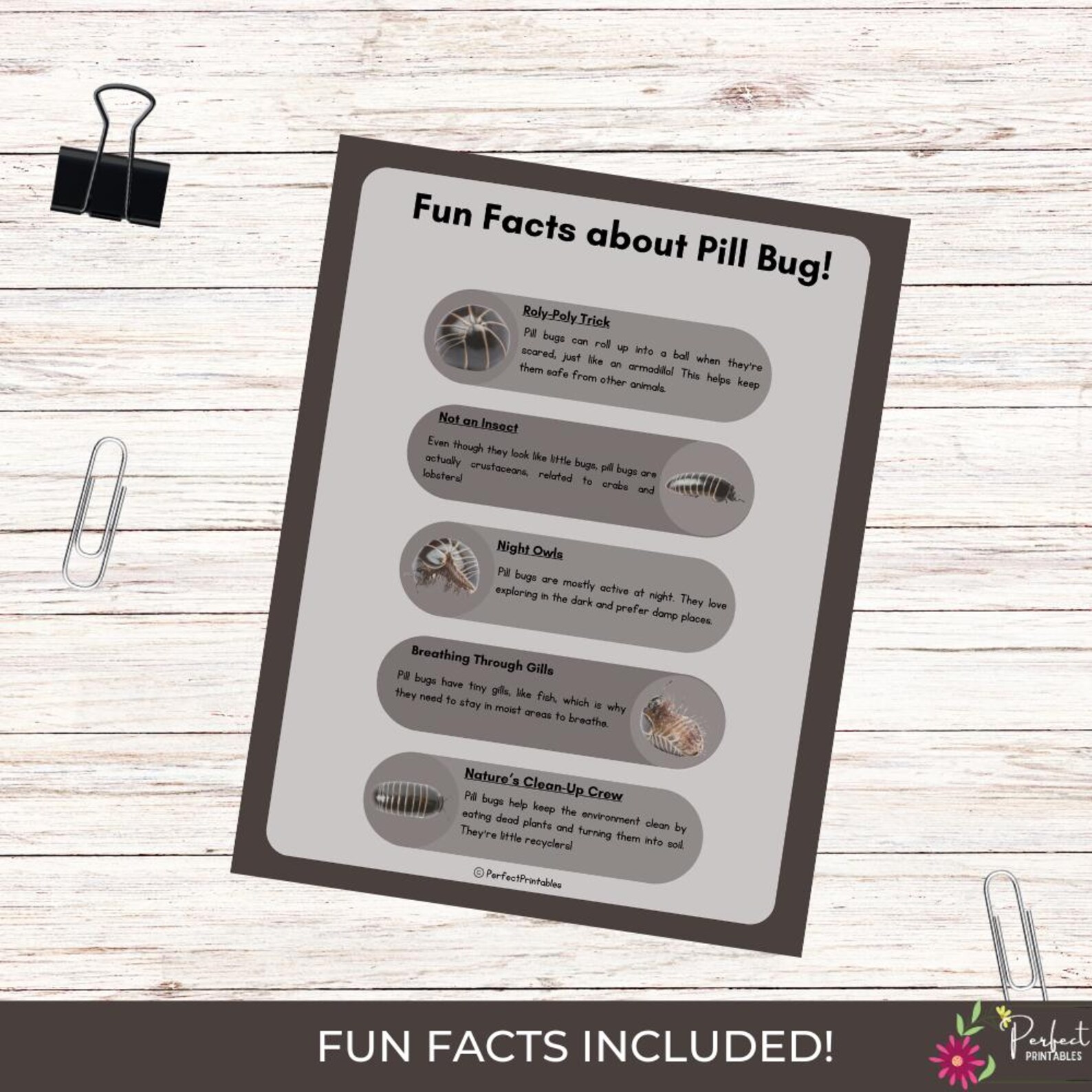 Life Cycle of a Pill Bug Worksheet- Roly Poly Unit Study With Fun Facts ...