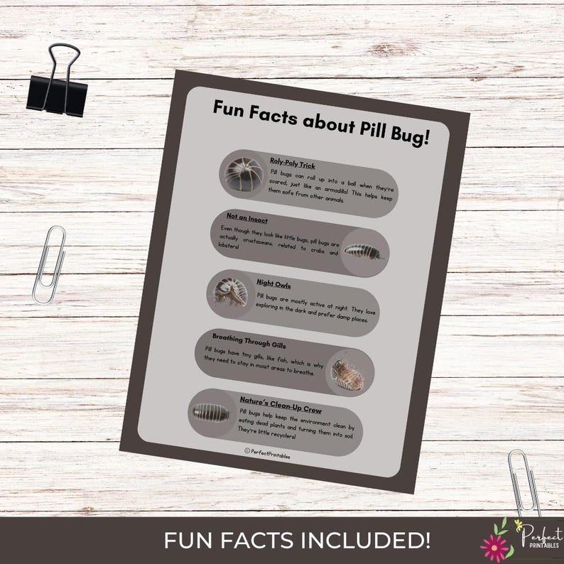Life Cycle of a Pill Bug Worksheet- Roly Poly Unit Study With Fun Facts ...