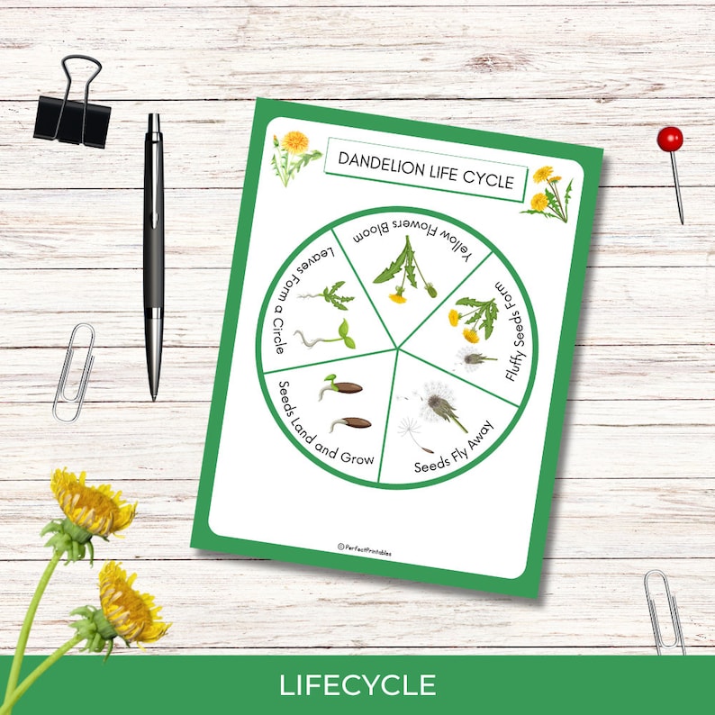 Life Cycle of a Dandelion | Dandelion Life Cycle Printable - Etsy