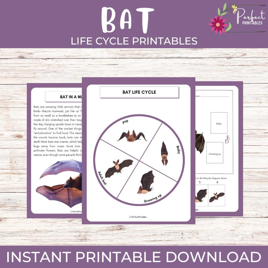 Life Cycle of a Bat Worksheet - Animal Science Unit Study With Fun ...