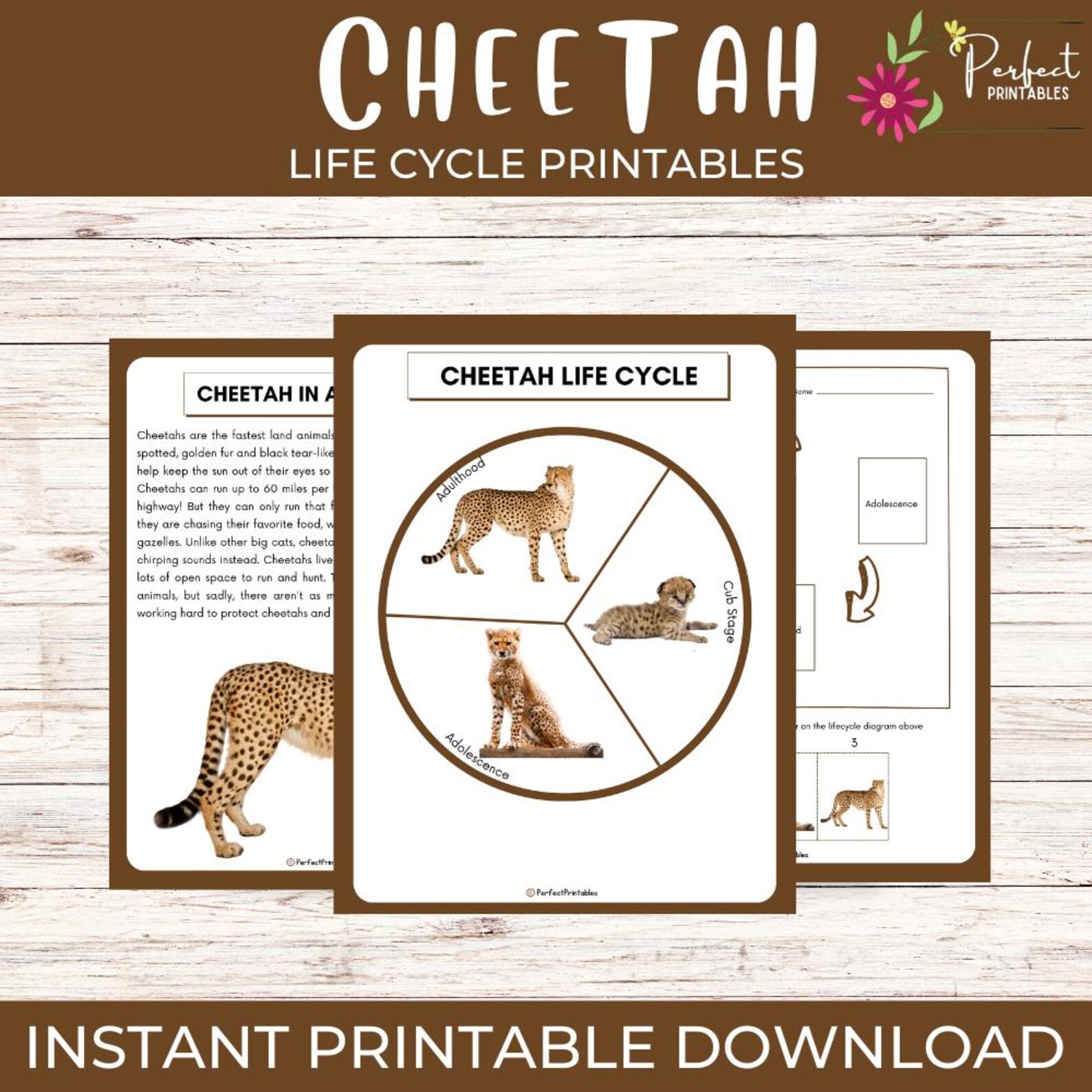 Life Cycle of a Cheetah Worksheet- Animal Science Unit Study With Fun ...