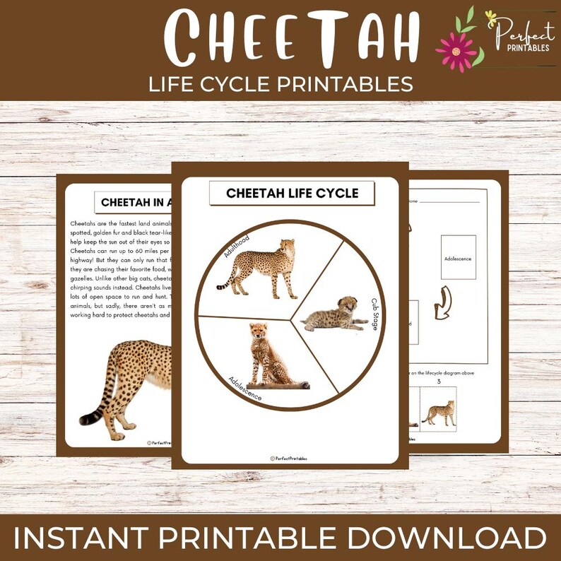 Life Cycle of a Cheetah Worksheet- Animal Science Unit Study With Fun ...