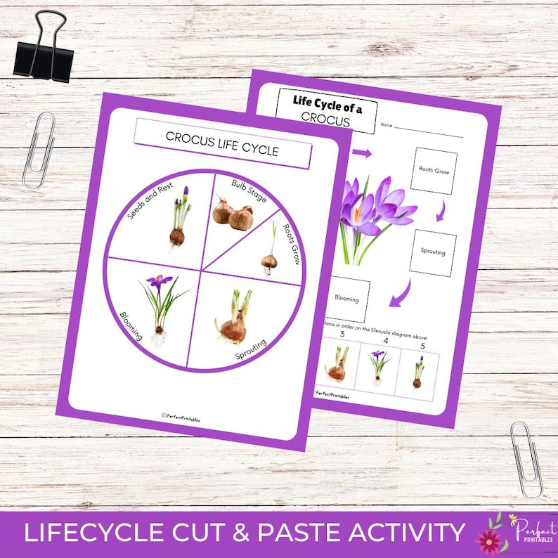 Life Cycle of a Crocus | Spring Flowering Plant Unit Study With Fun ...