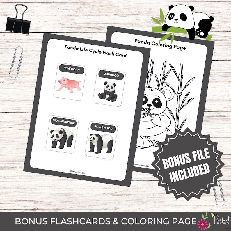 Panda Life Cycle | Life Cycle of a Panda Worksheet - Animal Science ...