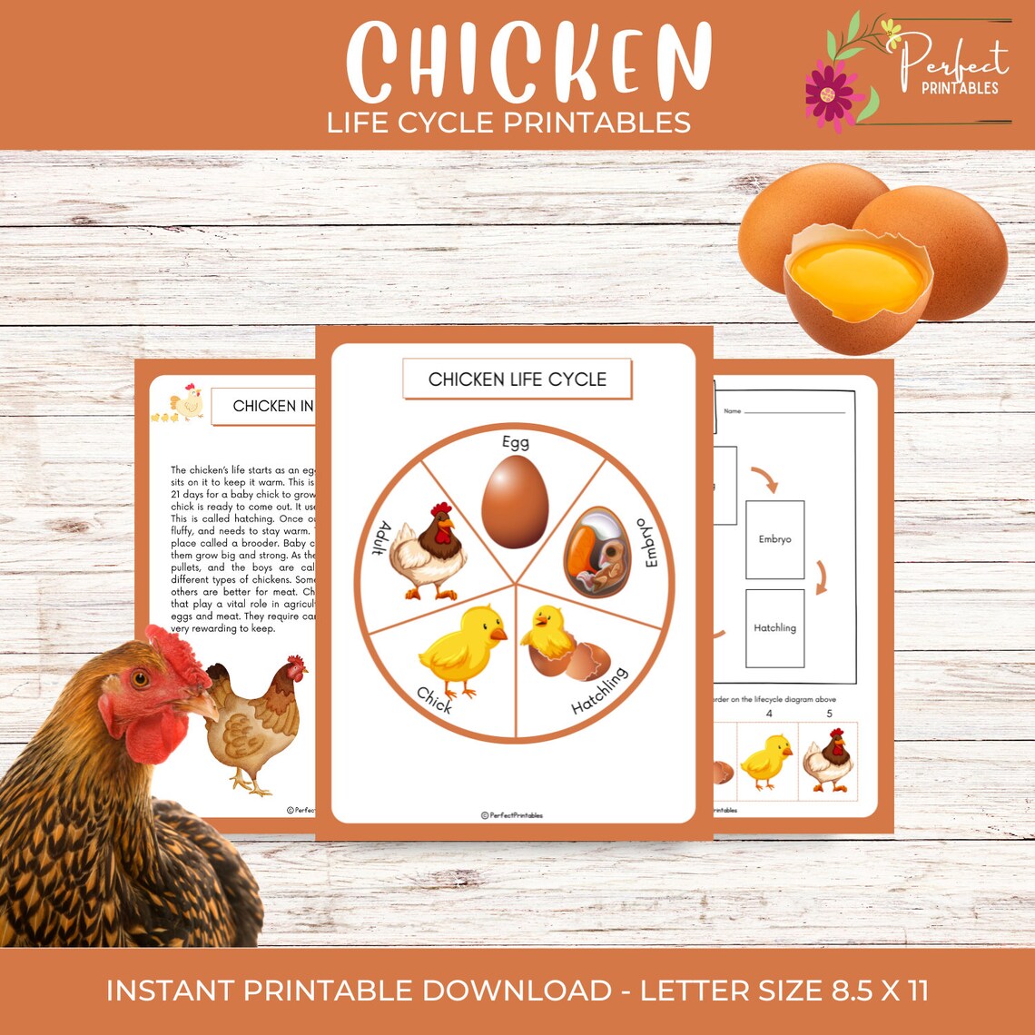 Life Cycle of a Chicken | Homeschool Nature Study Printable, Farm ...