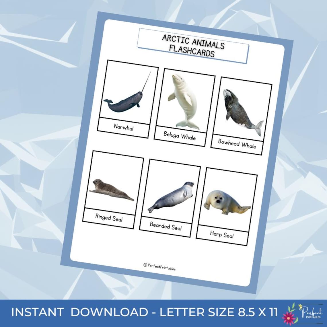 Arctic Animals Flashcards With Real Picture | Polar Animals Interactive ...