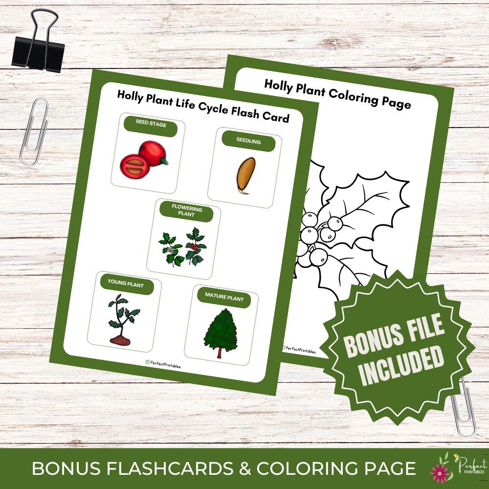 Life Cycle of a Holly Plant Worksheet | Christmas Plant Science Unit ...