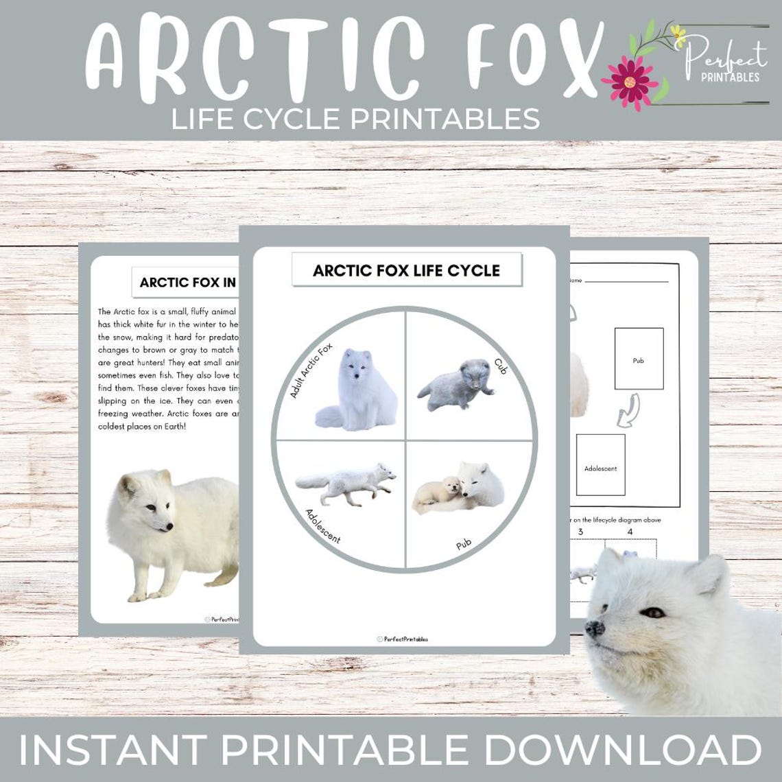 Life Cycle of an Arctic Fox Worksheet- Winter Animal Science Unit Study ...