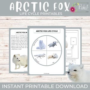 Life Cycle of an Arctic Fox Worksheet- Winter Animal Science Unit Study ...