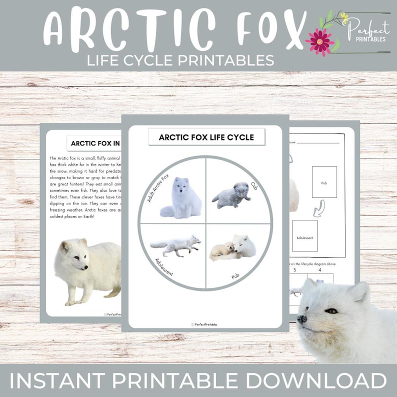 Life Cycle of an Arctic Fox Worksheet- Winter Animal Science Unit Study ...