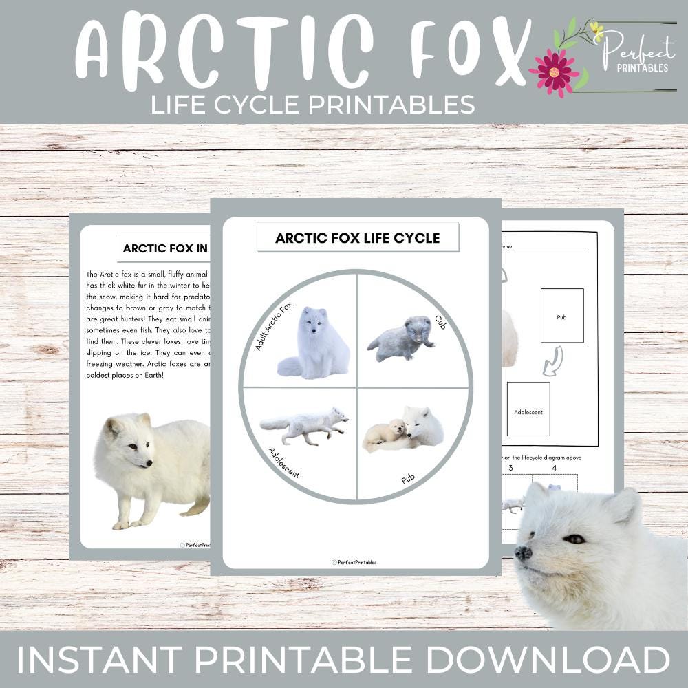 Life Cycle of an Arctic Fox Worksheet- Winter Animal Science Unit Study ...