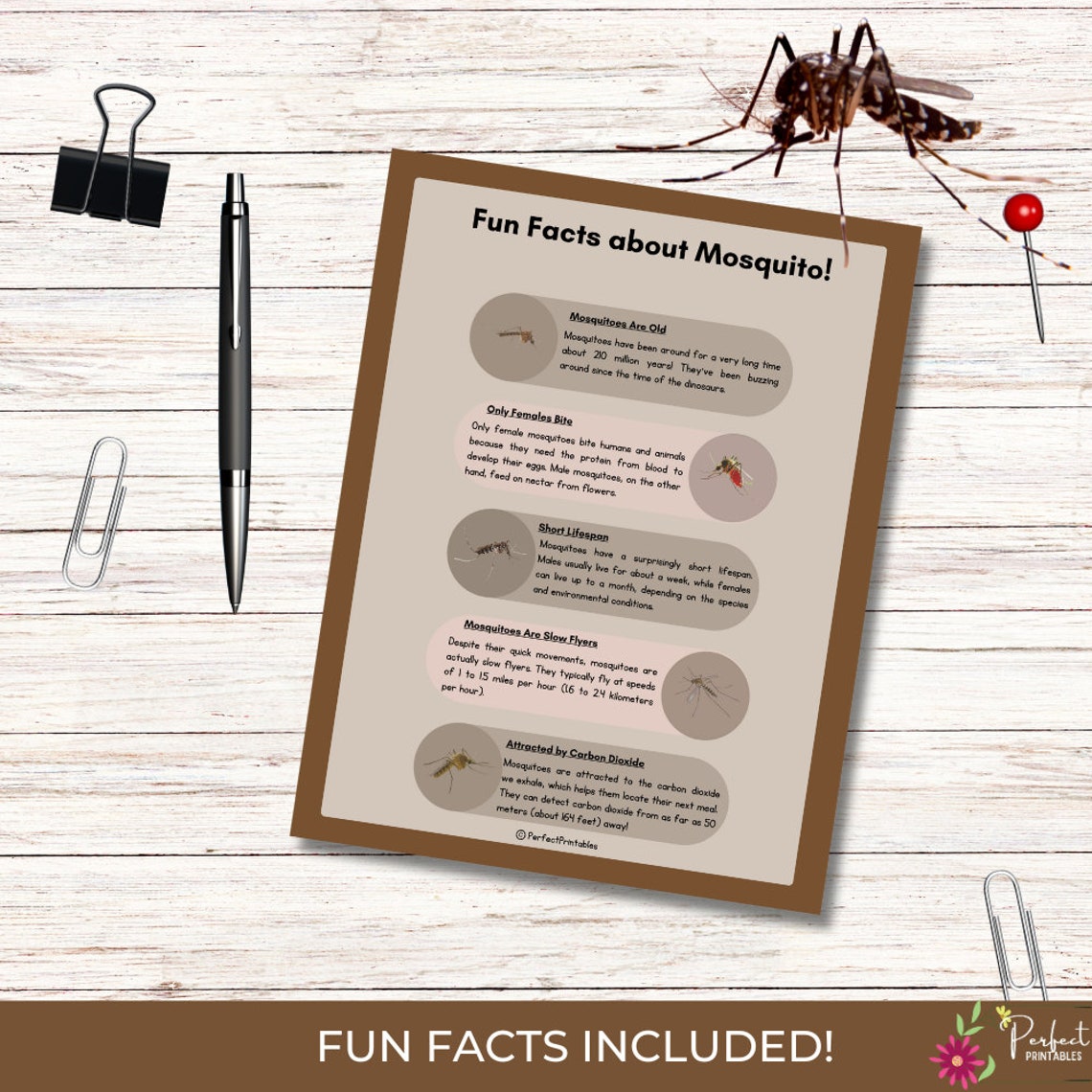 Life Cycle of a Mosquito Insect, Homeschool Nature Study Printable ...