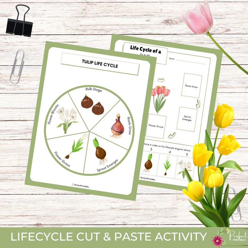 Life Cycle of a Tulip Worksheet - Flower Mini Science Unit Study With ...