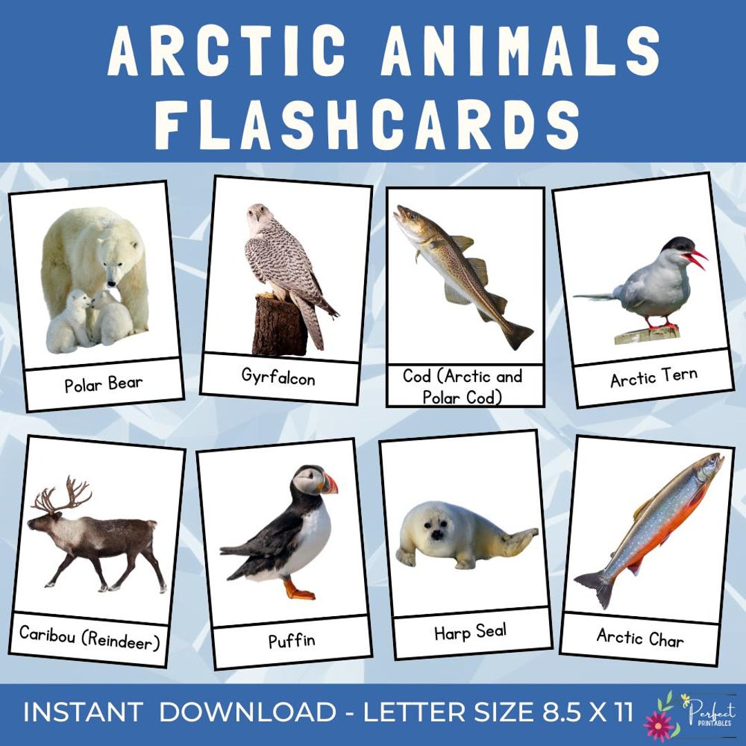 Arctic Animals Flashcards With Real Picture | Polar Animals Interactive ...