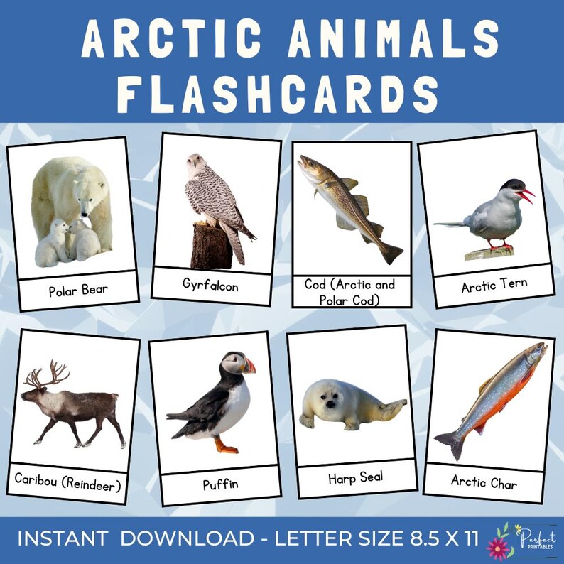 Arctic Animals Flashcards With Real Picture Polar Animals Interactive ...