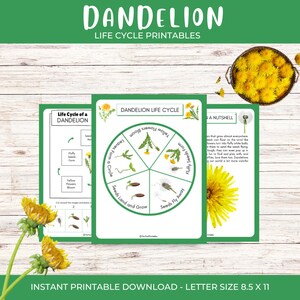 Life Cycle of a Dandelion | Dandelion Life Cycle Printable - Etsy