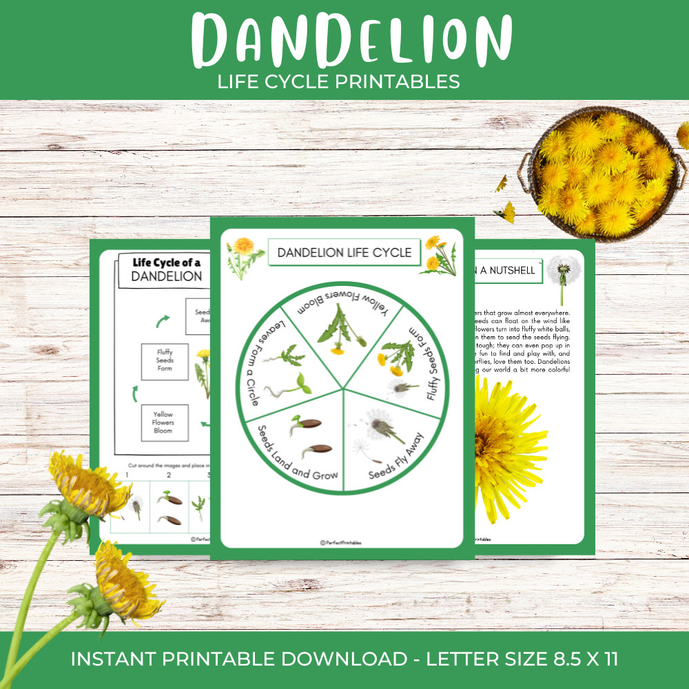 Life Cycle of a Dandelion | Dandelion Life Cycle Printable - Etsy