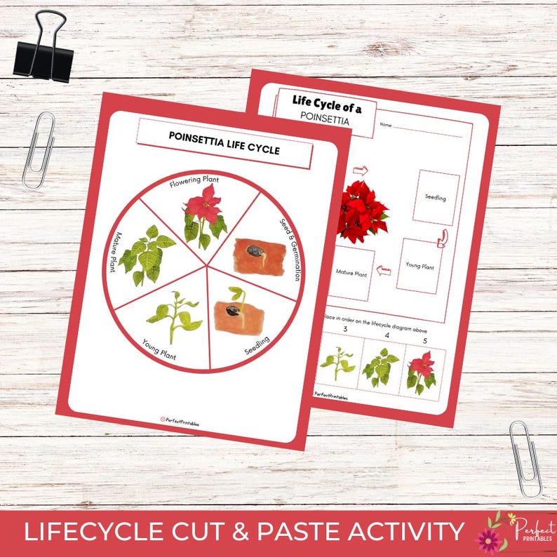 Life Cycle of a Poinsettia Worksheet Christmas Plant Science Unit Study ...