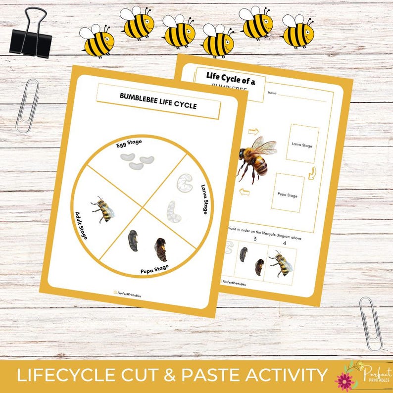 Life Cycle of a Bumblebee Unit Study Worksheet | Bugs & Insect Life ...