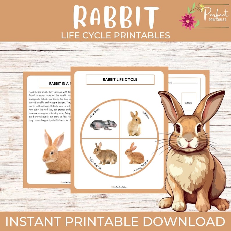 Life Cycle of a Rabbit | Bunny Printable Learning Activity for Kids ...