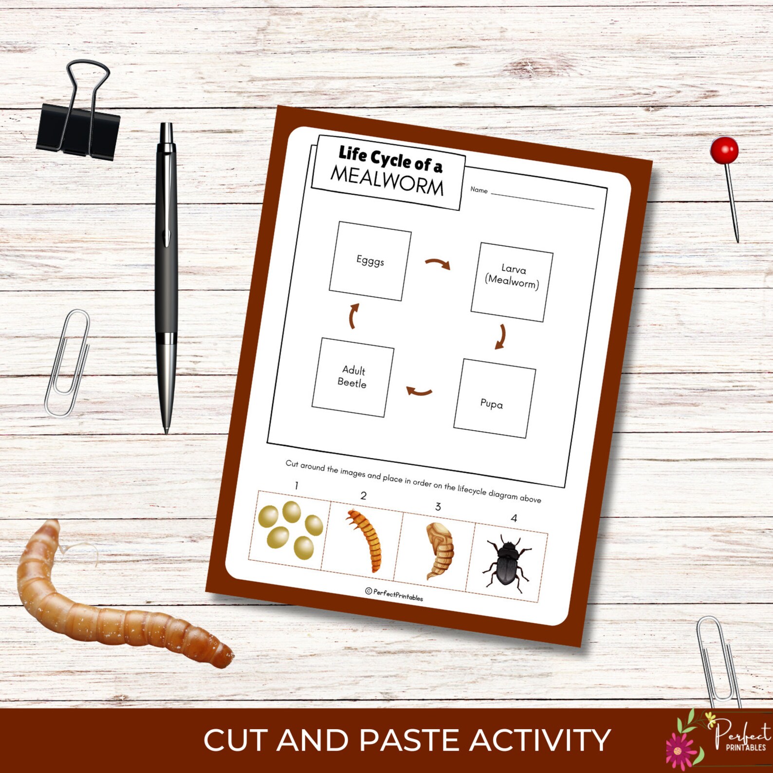 The Life Cycle of a Mealworm Worksheet | Homeschool Nature Study ...