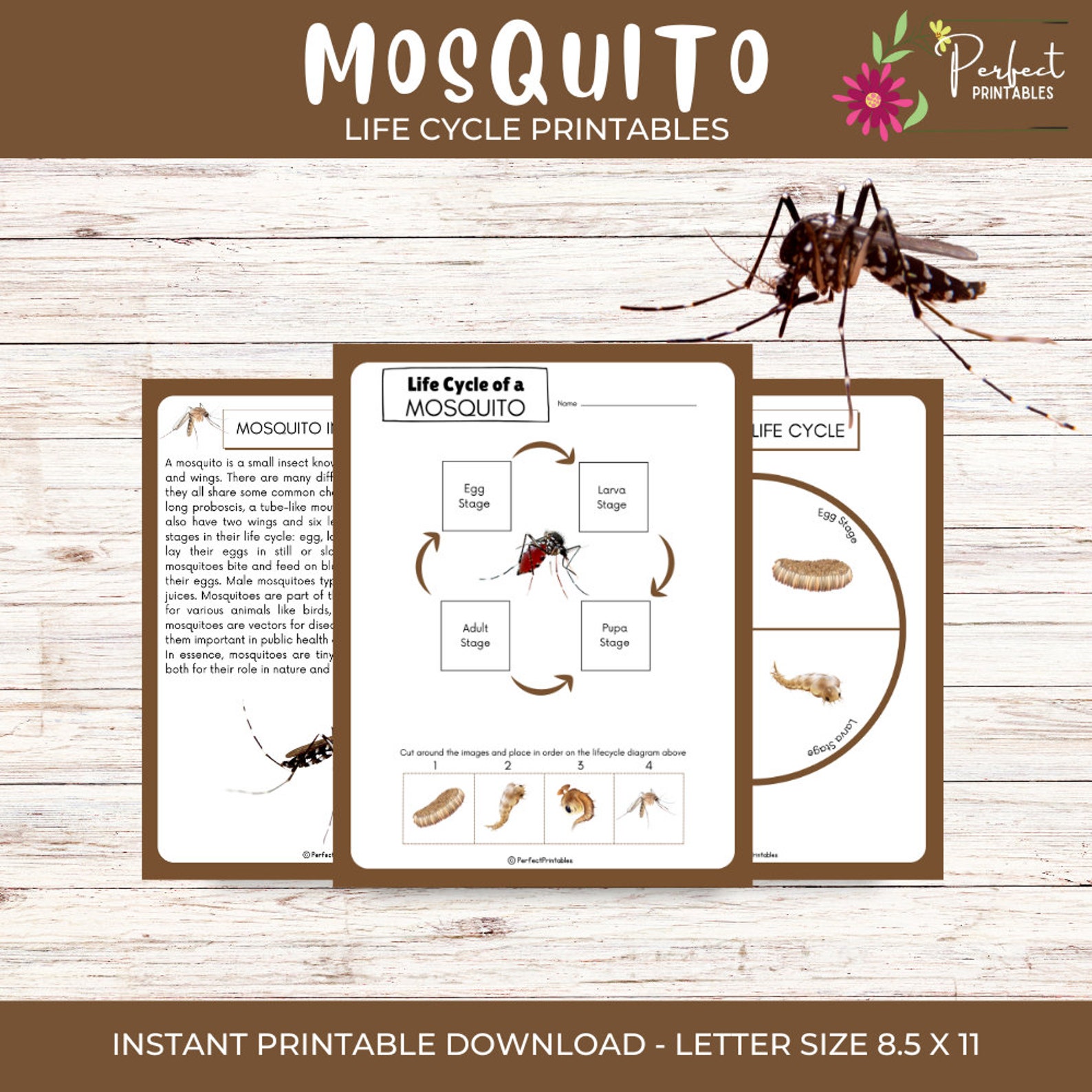 Life Cycle of a Mosquito Insect, Homeschool Nature Study Printable ...