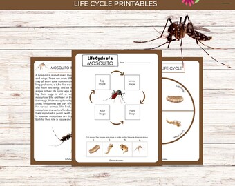 Life Cycle of a Mosquito Insect, Homeschool Nature Study Printable ...