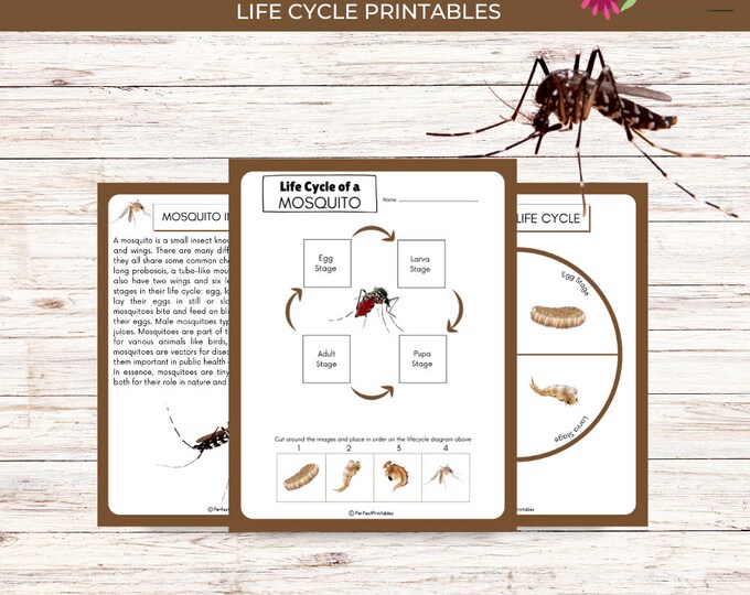 Life Cycle of a Mosquito Insect, Homeschool Nature Study Printable ...