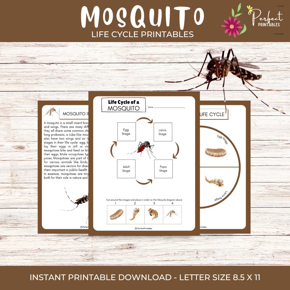 Life Cycle of a Mosquito Insect, Homeschool Nature Study Printable ...