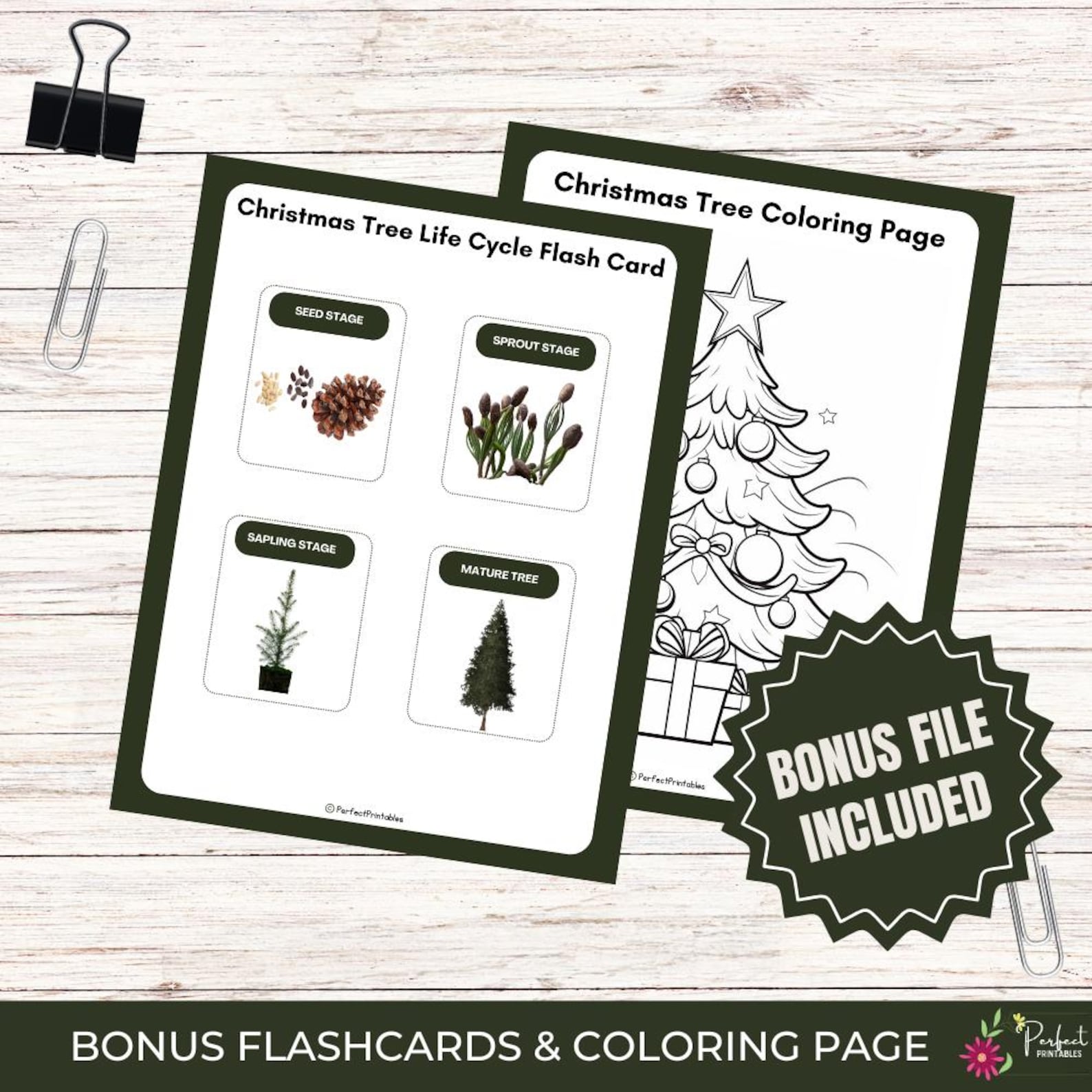 Life Cycle of a Christmas Tree Worksheet- Holiday Plant Science Unit ...