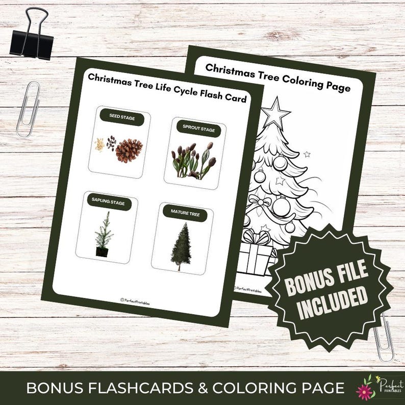 Life Cycle of a Christmas Tree Worksheet- Holiday Plant Science Unit ...