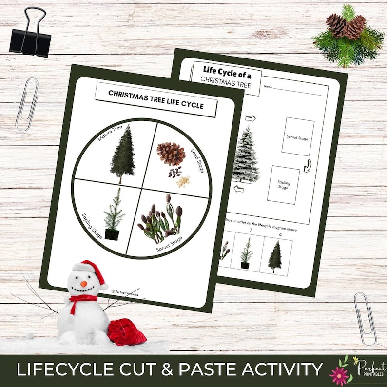 Life Cycle of a Christmas Tree Worksheet- Holiday Plant Science Unit ...