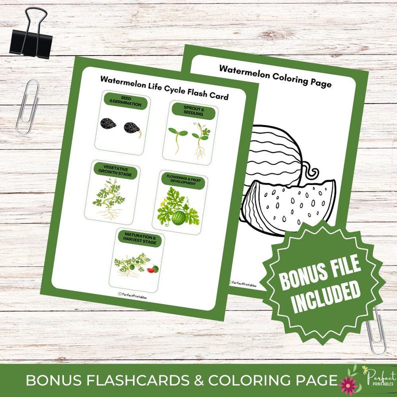 Life Cycle of a Watermelon Plant Worksheet | Plants Biology Unit Study ...