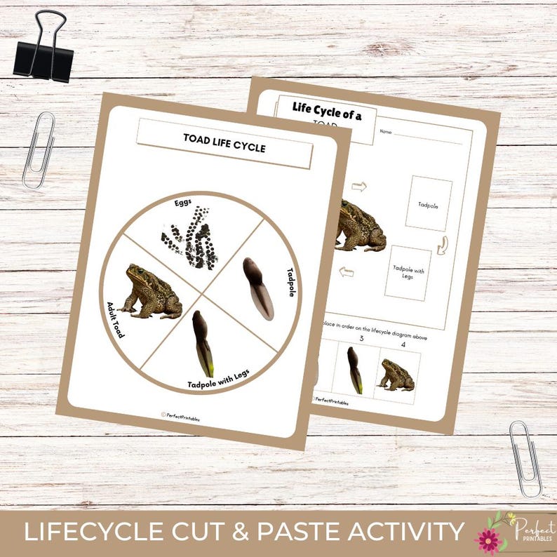 Life Cycle of a Toad Worksheet - Frog Science Unit Study With Cut ...