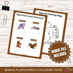 Life Cycle of a Squirrel Worksheet- Animal Science Unit Study With Fun ...