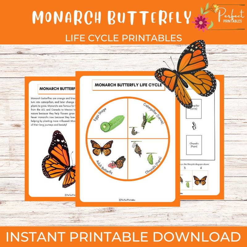 Butterfly Life Cycle - Etsy