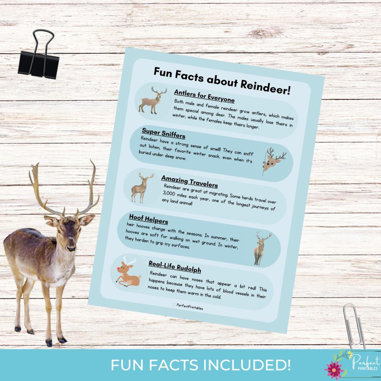 Life Cycle of a Reindeer Worksheet- Winter Animal Science Unit Study ...