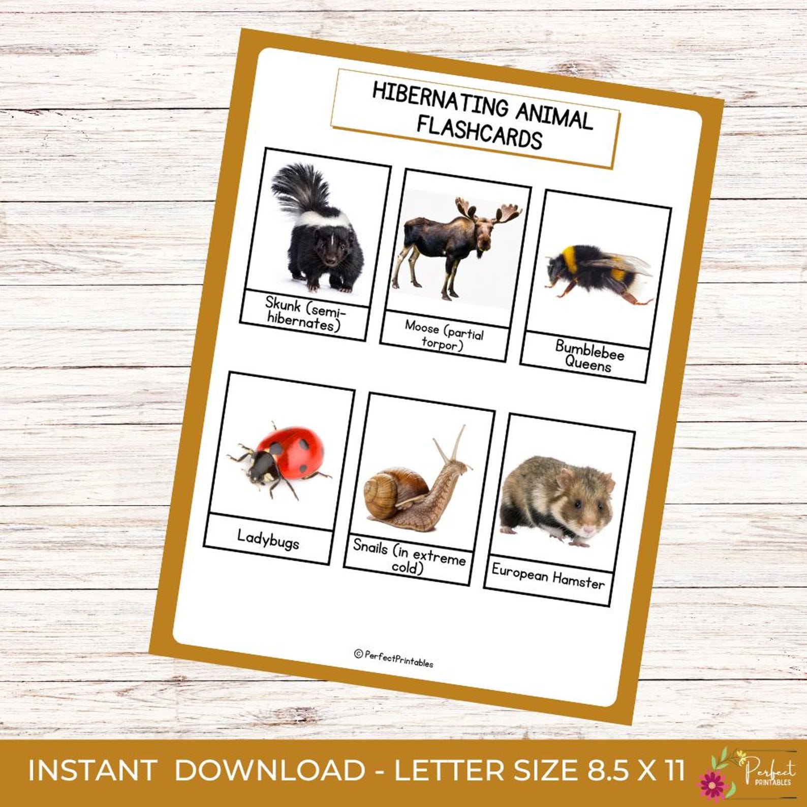 Hibernating Animal Flash Cards | Winter Sleep Unit Study Hibernation ...