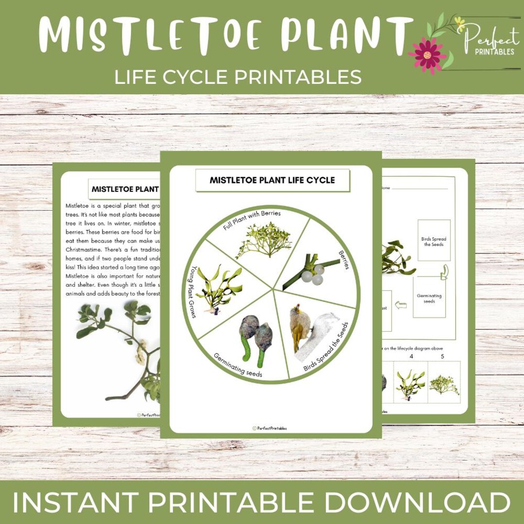 Life Cycle of a Mistletoe Worksheet | Christmas Plant Science Unit ...