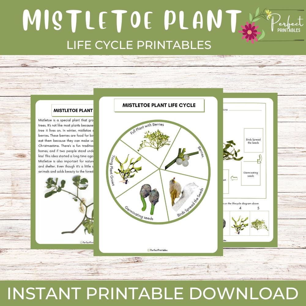 Life Cycle of a Mistletoe Worksheet | Christmas Plant Science Unit ...