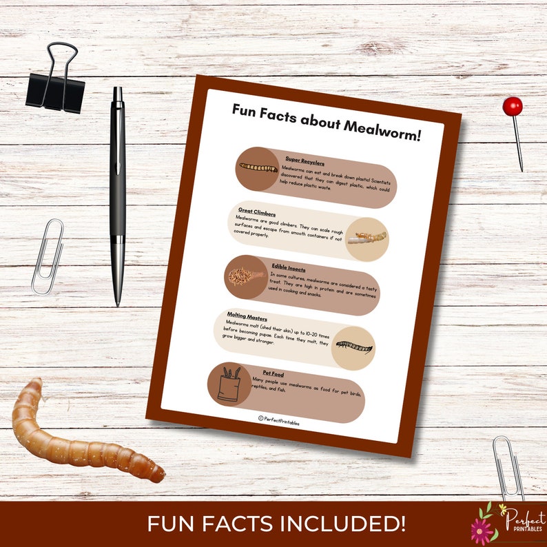 The Life Cycle of a Mealworm Worksheet | Homeschool Nature Study ...