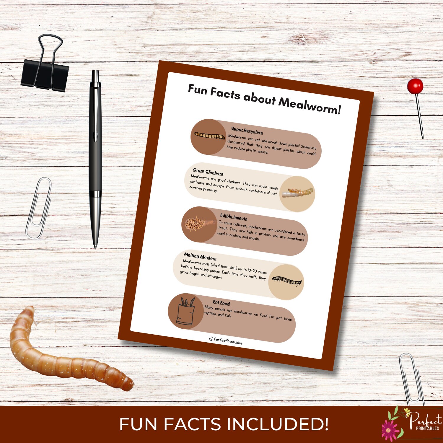 The Life Cycle of a Mealworm Worksheet | Homeschool Nature Study ...