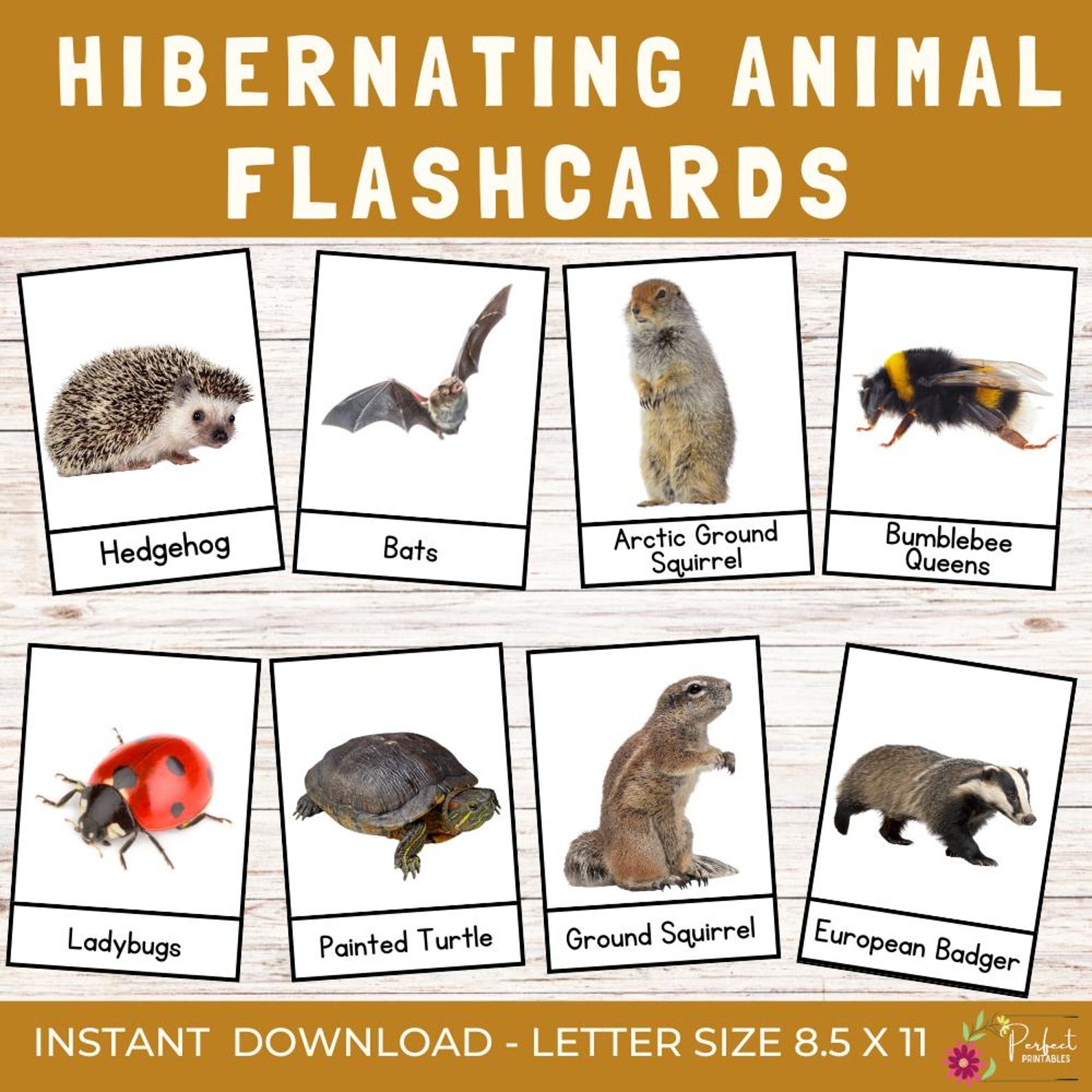 Hibernating Animal Flash Cards | Winter Sleep Unit Study Hibernation ...