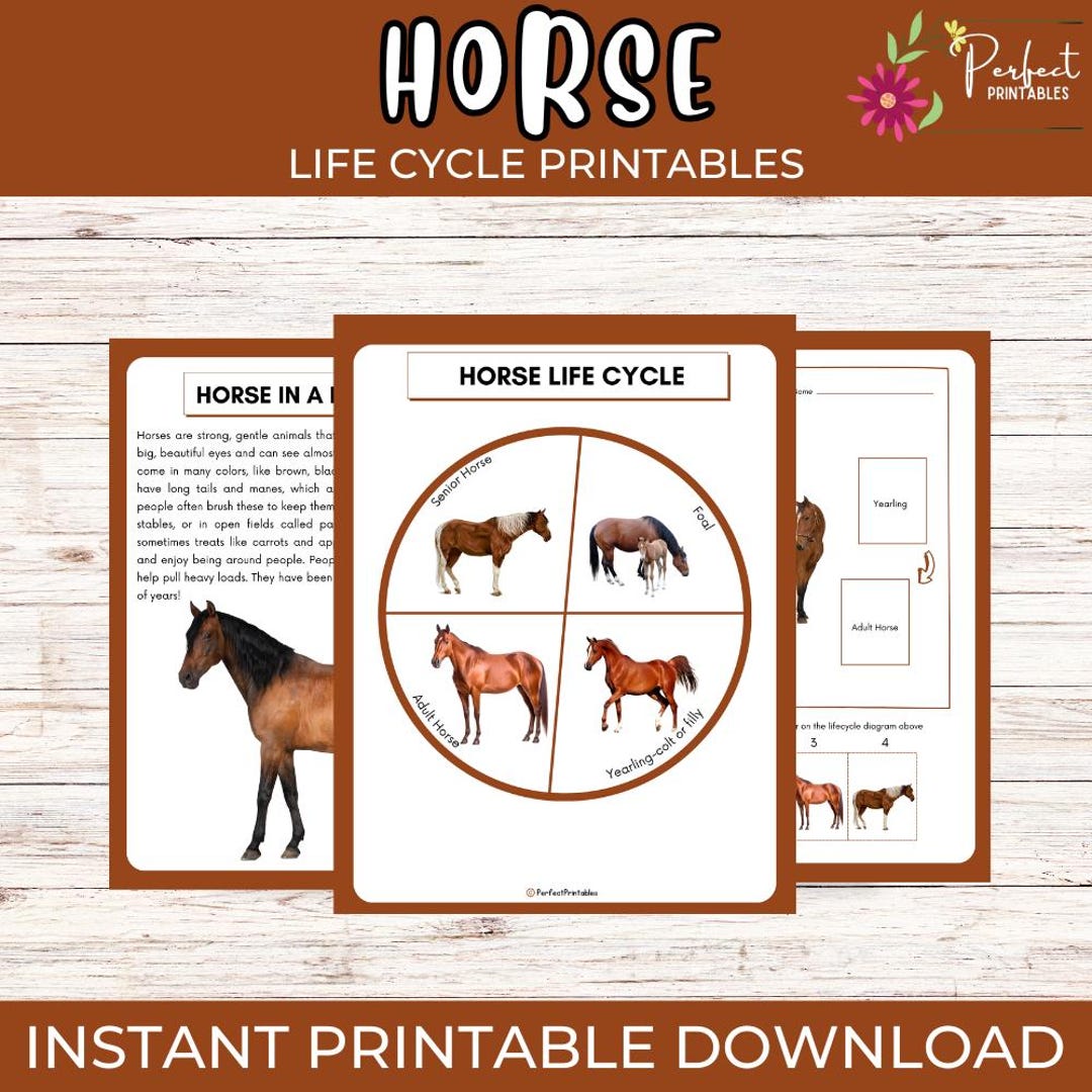 Life Cycle of a Horse Worksheet- Animal Science Unit Study With Fun ...