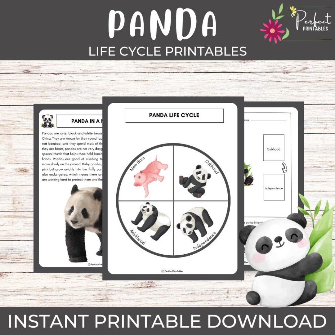 Panda Life Cycle | Life Cycle of a Panda Worksheet - Animal Science ...